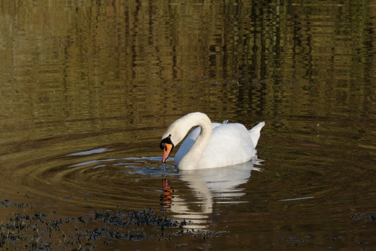 Swan Fever – Fiona Cameron: Contemporary Fiction